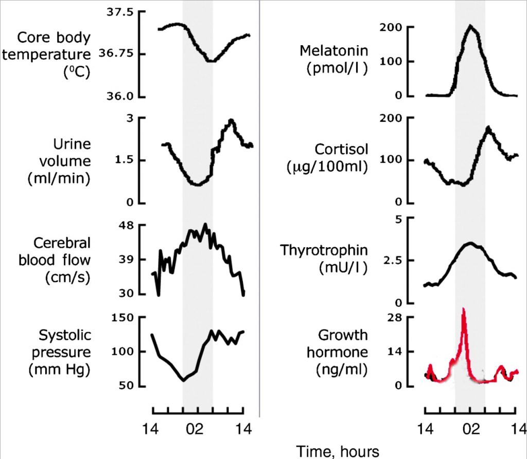 Circadian Rhythms For Health And Resilience Eq Mindware